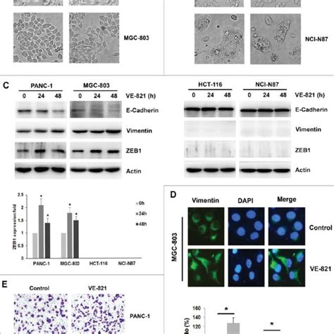 Apc C Functions In The Cell Cycle The Apc C Complex Along With Its Download Scientific Diagram