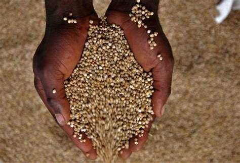 Grain Sampling