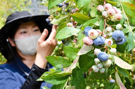 ブルーベリー狩り楽しんで 宍粟市内の2施設で旬 道の駅みなみ波賀、原観光りんご園西播神戸新聞next
