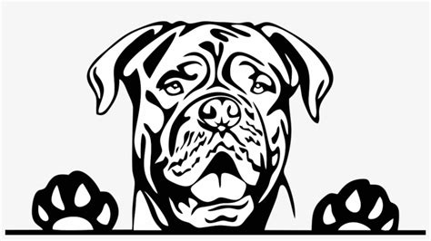 Pitbull Black And White Clip Art
