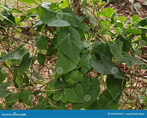 Fallopia Multiflora In Beinan Township Native Applied Botanical Garden