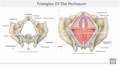 Perineum Boundaries Explained Anatomy Of The Perineum Video Anatomy