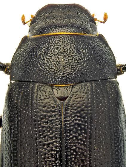 Diplotaxis Diplotaxis Bugguidenet