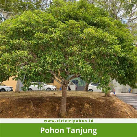 Ciri Ciri Pohon Tanjung Mimusops Elengi — Ciriciripohon Id