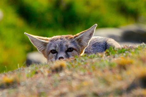 North Americas Smallest Fox Could Soon Be Gone Forever