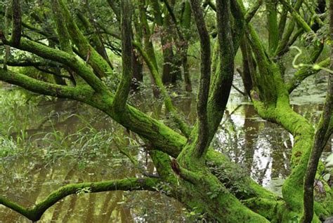 더불어 살아가는 왕버드나무와 이끼 한국일보