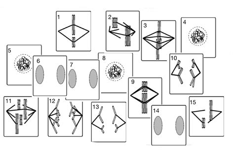 [solved] Below Are Figures Correlating With Both Meiosis An