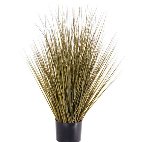 Decorative Switchgrass Zayn Yellow Green 3075cm