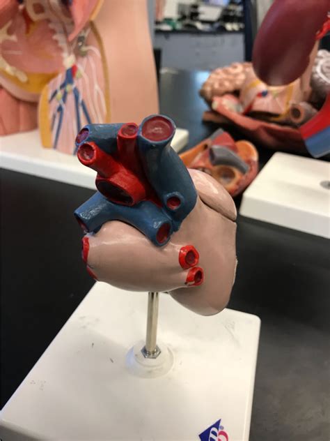 Model Diagram Quizlet