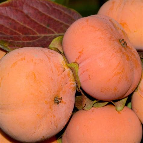 Fuyu Persimmon Tree Plants Express