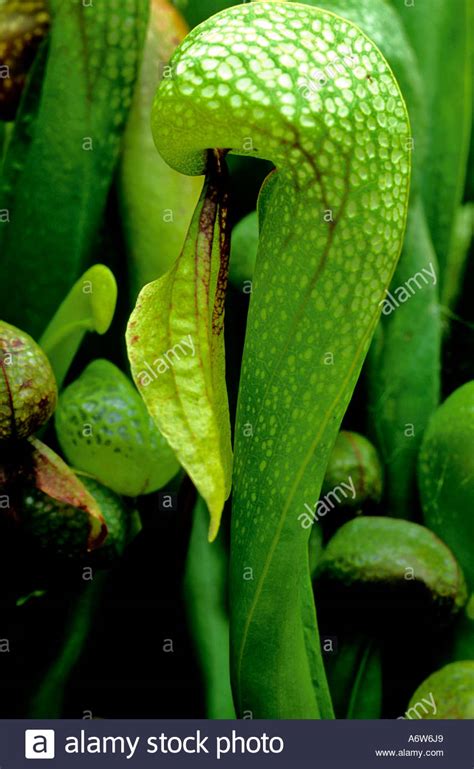 Darlingtonia Californica Cobra Lily Cobra Flower Californian Pitcher