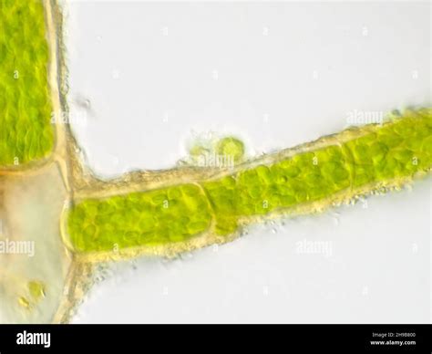 Plant Cells Under The Microscope Showing Chlorophyll Content Stock