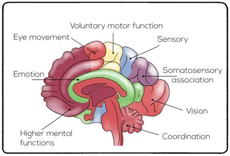 Perceptual Learning Definition Examples Practical Psychology