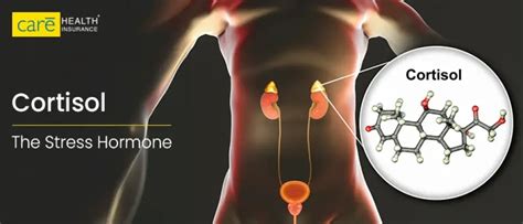 Cortisol Symptoms Function And Effects On The Body