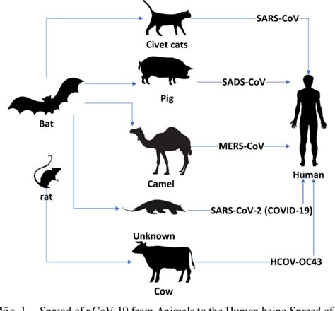 Figure 1 From Detection Of Ncov 19 From Hybrid Dataset Of Cxr Images Using Deep Convolutional