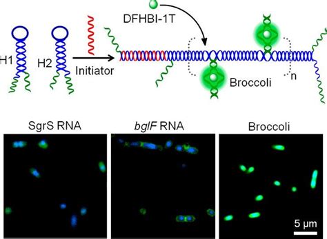 Asap Genetically Cascaded Amplification For Imaging Rna Subcellular