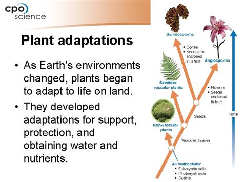 Chapter Eleven Plants Lesson 11 1 Plant Adaptations
