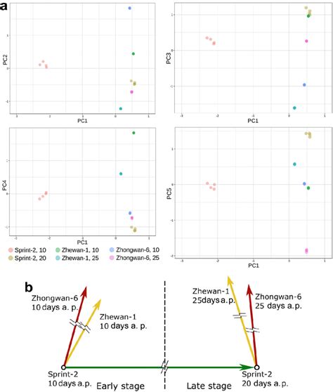 Discrepant Maturation Dynamics In Sprint 2 Observed At A Download Scientific Diagram