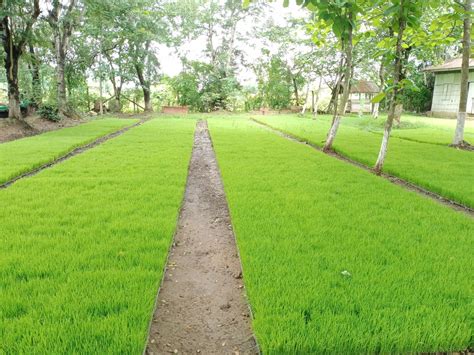 သာယာဝတီခရိုင်အတွင်း ကောက်စိုက်စက်ဖြင့် မိုးစပါးစိုက်ပျိုးမှုများပြားလာ