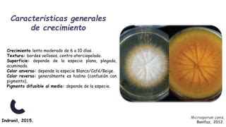 Microsporum Veterinaria Pdf