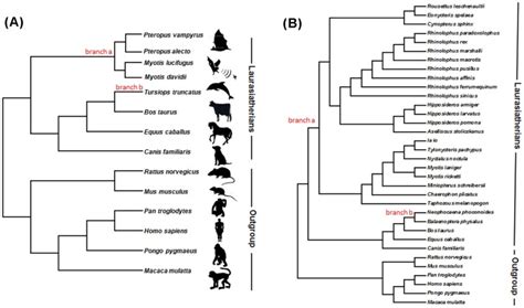 Phylogenetic Trees Were From Previous Analyses [2] [37] [38] A