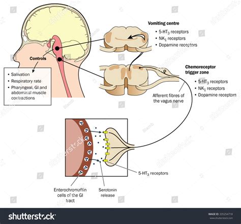 Vagus Nerve Brainstem Control Vomit Reflex Stock Vector Royalty Free