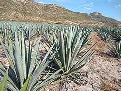 Mezcal Wikipedia