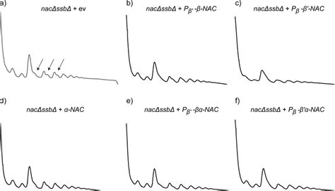 Expression Levels Of β Nac Are Important For Complementation Of