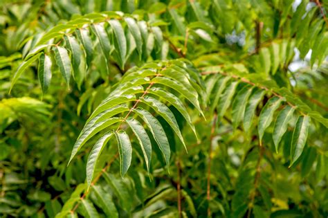 How To Identify And Remove Tree Of Heaven