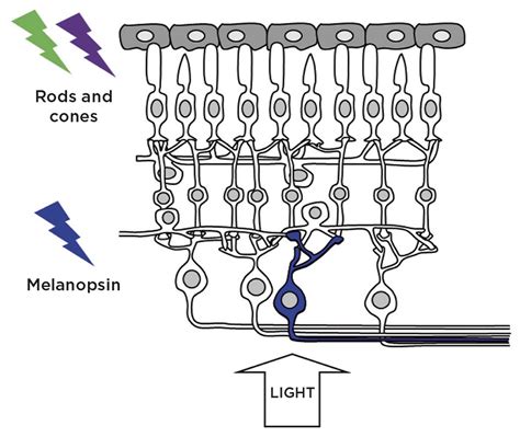 Shedding Light On Sleep And Arousal Society For Endocrinology
