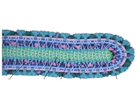 Virus 4 Helical Enveloped Quiz
