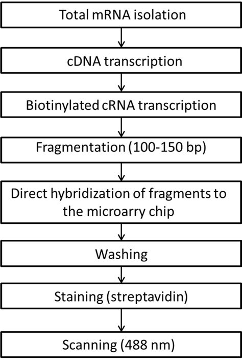 The Schematic Procedure Of Microarray Preparation Download
