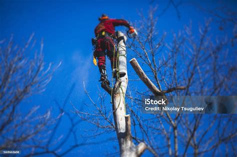 전기톱으로 나뭇가지를 자르는 수목 재배자 나무 외과의 균일한 등반과 높은 곳에서 작업하는 벌목꾼 나무꾼 나무 가지치기 및 톱질 과정 나무에 대한 스톡 사진 및 기타 이미지