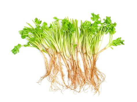 Premium Photo Coriander Or Cilantro Root Isolated On White Background