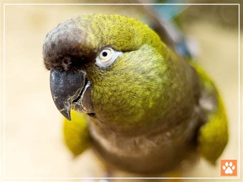 Conures Size And Weight Chart How Big Do They Grow Vivo Pets