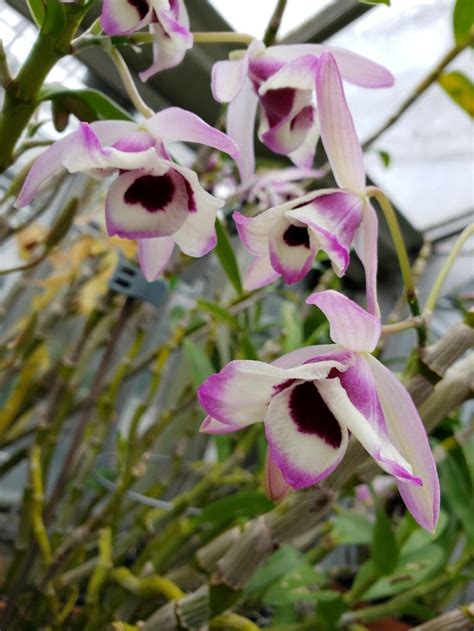 How To Grow Dendrobium Nobile Earthone
