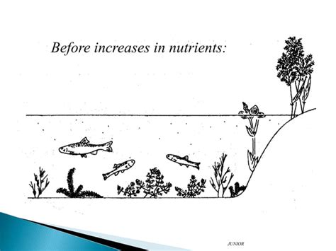 Eutrophication Ppt
