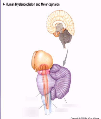 Diagram Of Hindbrain Quizlet