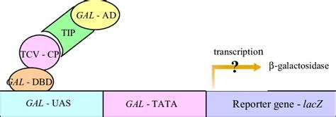 The Principle Of The Yeast Two Hybrid Assay Download Scientific Diagram