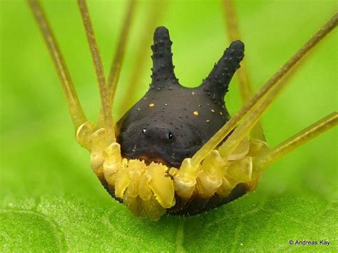 Bunny Harvestman Spider On Green Leafy Surface Weird Spiders Cat