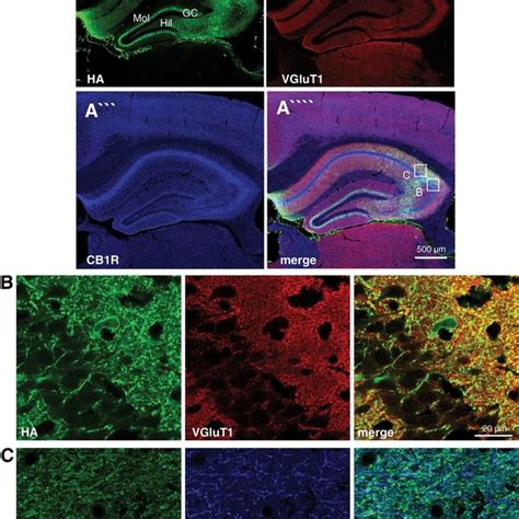 Depolarization Induced Suppression Of Excitation Dse A B And Of