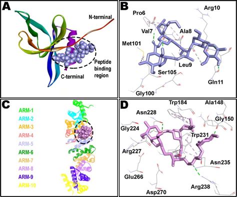An In Silico Analysis Of Ivermectin Interaction With Potential Sars Cov 2 Targets And Host