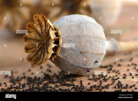 Opium Poppy Papaver Somniferum Seed Capsule And Seeds Poppy Poppy