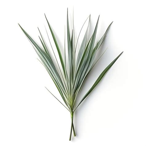 Premium Ai Image Carthage Switchgrass Greygreen A Single Curled Leaf