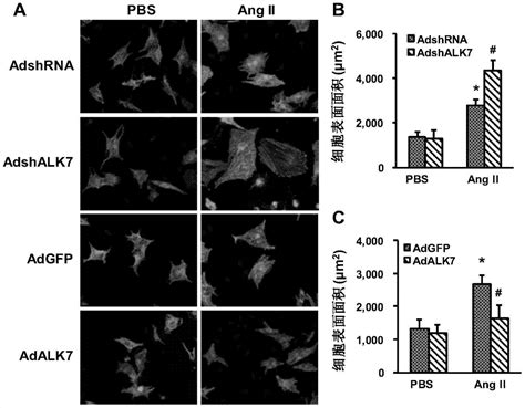 Function And Application Of Activin Receptor Like Kinase7 Alk7 In