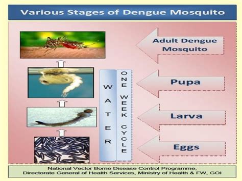 Dengue Prevention And Control Pdf Infectious Diseases Diseases And Conditions