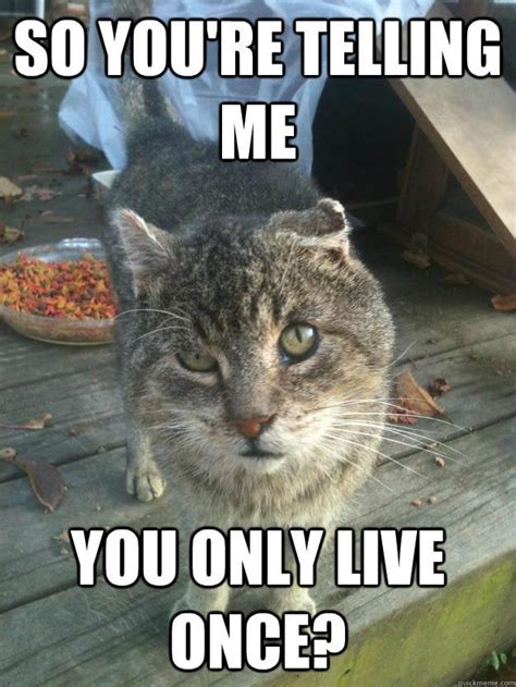 Skeptical Cat Radviceanimals