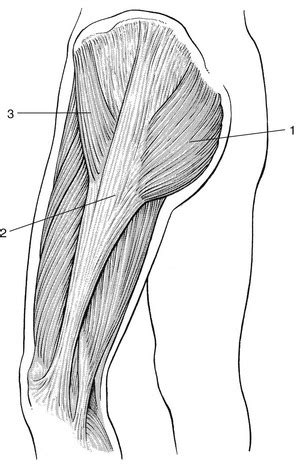 Anatomy Of Buttocks Diagram