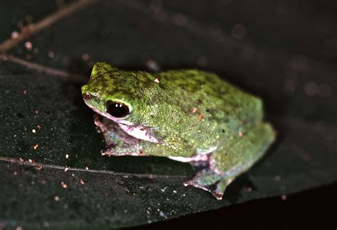 African Tree Toad Animal Facts Nectophryne A Z Animals