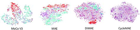 figure 4 from cycle consistent masked autoencoder for unsupervised
